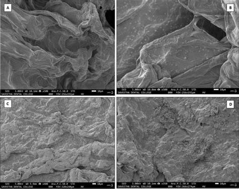 A Porous Microstructure Of Carrageenan Hydrogel B 10 W V Aqueous
