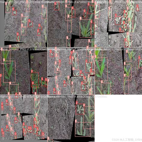 基于深度学习的玉米幼苗杂草检测系统（yolov8 yolo数据集 ui界面 python项目 模型） 玉米幼苗杂草识别数据集 csdn博客