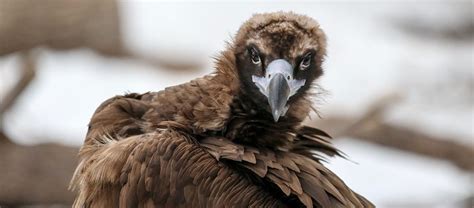 The Cinereous Vulture Critter Science