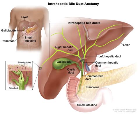 Treat Liver Bile Ducts