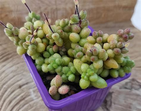 Crassula Hirtipes Un Erizo En Mi Jardín