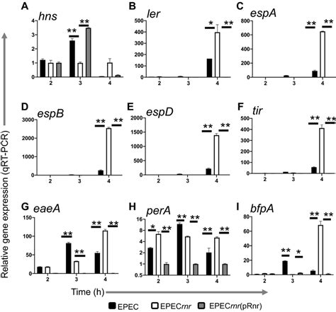 Validation Of Rnr Regulated Genes By Qrt Pcr Epec E234869 Black