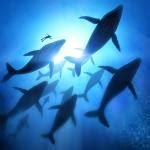 Migration Free Download And Install On Windows Microsoft Store