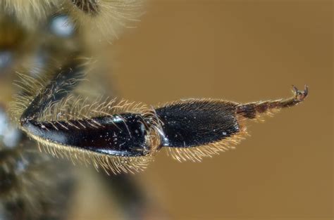 Pollen Collecting Structures On The Hind Leg Of A Honey Bee Apis