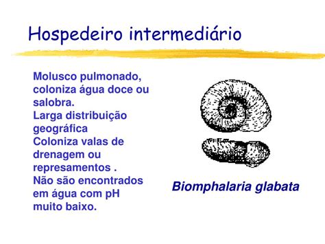 Ppt Esquistossomose Powerpoint Presentation Free Download Id5812504