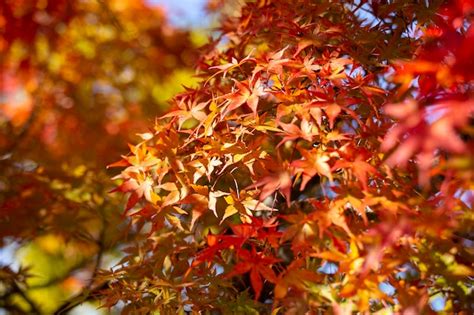 Page 27 Acer Palmatum Seigen Images Free Download On Freepik