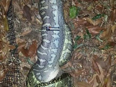 Dev Yılan Sıçanı Yemek Isterken Son Dakika Magazin Haberleri