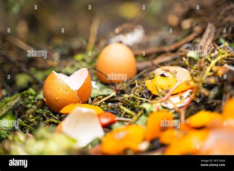 Egg Shells And Other Organic Human Waste On A Compost Heap Secondary