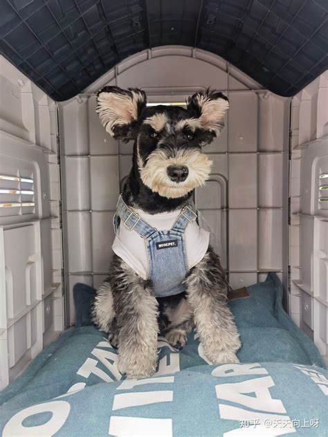 独居女孩子养柴犬好还是豆柴好，哪个攻击性更强 知乎