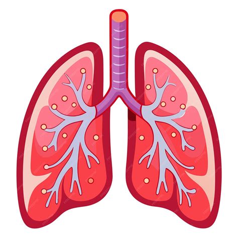 Human Lung Anatomy Clipart Vector Art And Illustration Premium Ai