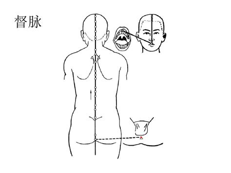 十四经络图word文档在线阅读与下载无忧文档