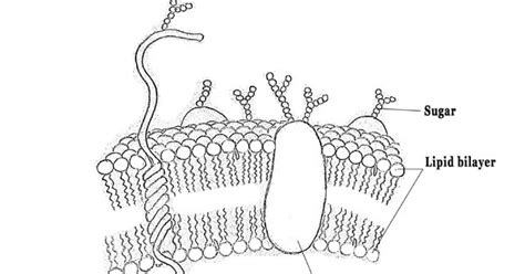 Plasma Membrane Label Diagram Quizlet