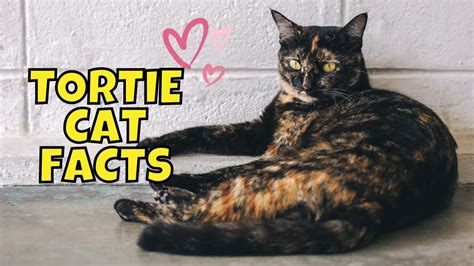 10 Amazing Facts About Tortoiseshell Cats Youtube