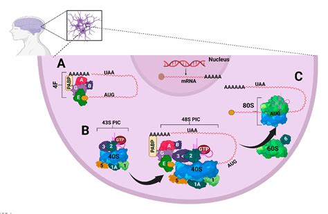 Figure 1 From The Dark Side Of Mrna Translation And The Translation