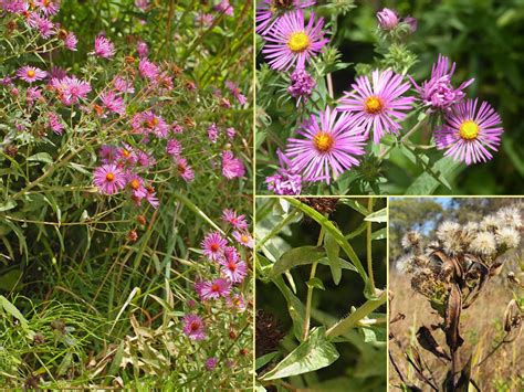 野山の草花木々の花植物検索図鑑 ネバリノギク