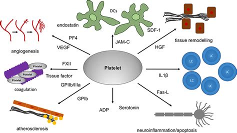Frontiers Platelets And Immune Responses During Thromboinflammation
