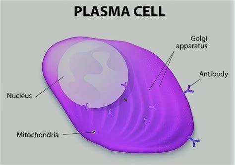 B Cell Activation The B Cell Activation And Subsequent Products The