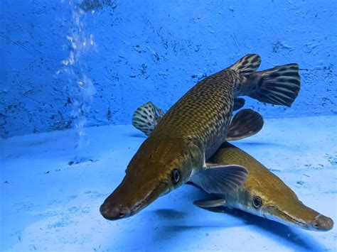 Can You Eat Alligator Gar A Guide To Eating This Unique Fish