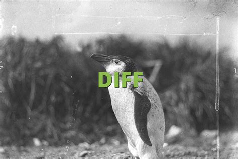 Diff Meaning