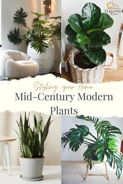 Modern House Plants Plants That Produce The Most Oxygen Raven Zz