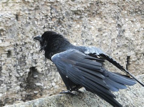 royal raven 4 by Topaz172 on DeviantArt