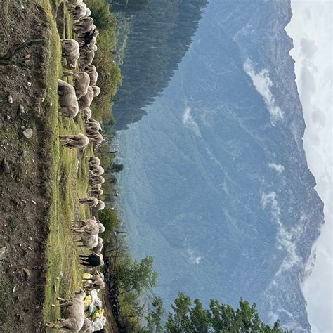 Pahalgam Forest Resort Updated 2025 Reviews Kashmir