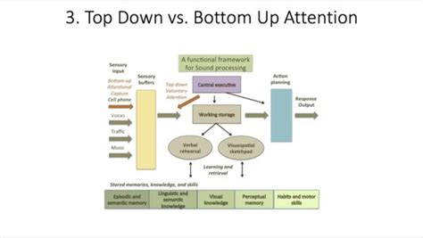 Neurociencia Bottom Up Vs Top Down Ineurociencias