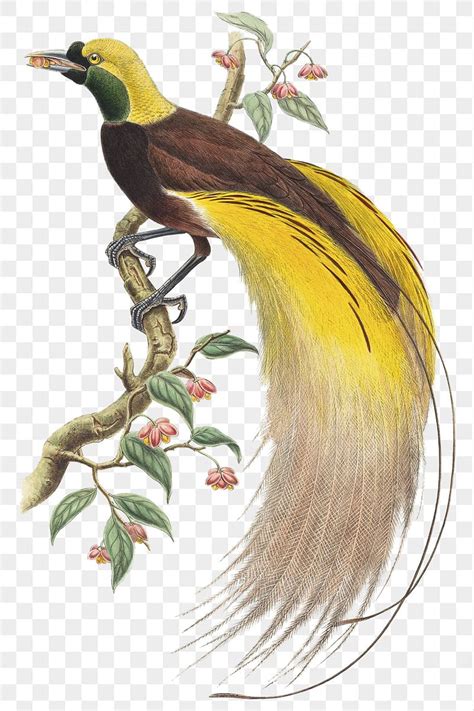 Burung Cendrawasih