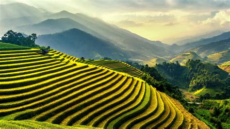 Rice Field Wallpapers Wallpaper Cave