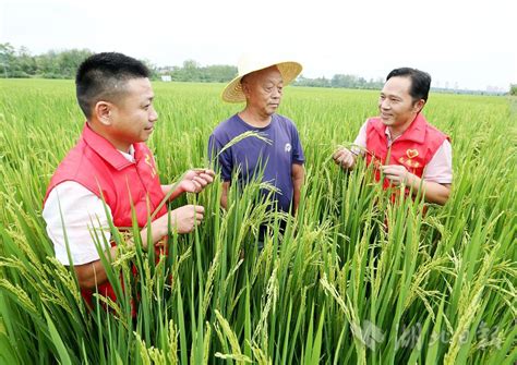 加强旱情后稻田农技管理 荆楚网 湖北日报网