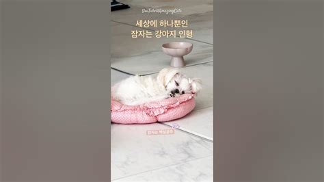 세상에 하나뿐인 잠자는 강아지 인형 Shorts 귀여운강아지 잠자는인형 강아지인형 말티즈 힐링 Youtube