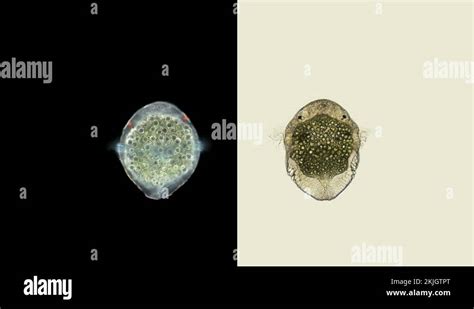 Polychaeta Worm Larva At The Trochofor Stage Typical Plankton Larva