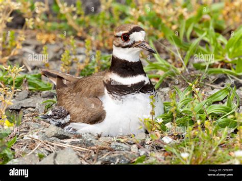 Close Up Shot Of Killdeer Bird At Nesting Time Sitting With Chicks And