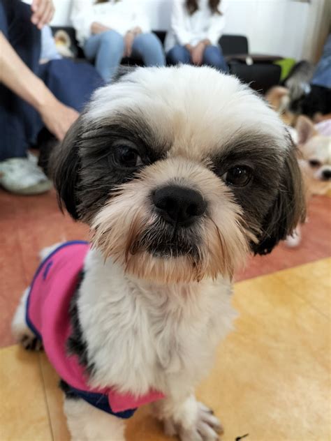 パンダみたいな、竜馬くん。シーズー 里親犬カフェ オンリーわん