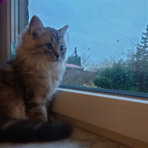 Kitten Pluto Youtube