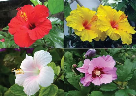 What Is The National Flower Of Malaysia Xu Farm