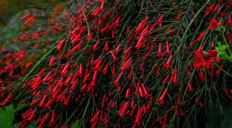 Firecracker Flower Care Guide Plant Warp