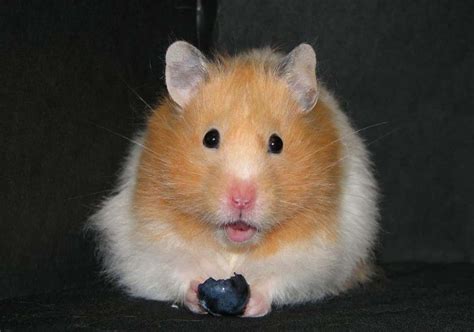 Сирийский хомяк рыжий 77 фото