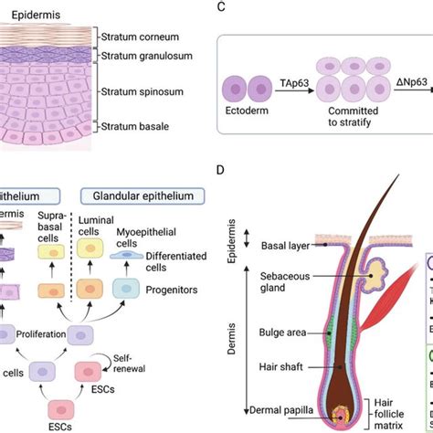 P63 Expression In The Development Of Epidermis A Schematic Diagram Of