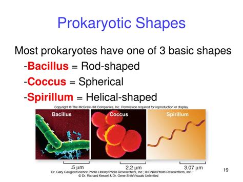 Ppt Exploring Prokaryotic Diversity And Structure Powerpoint Presentation Id 9432178