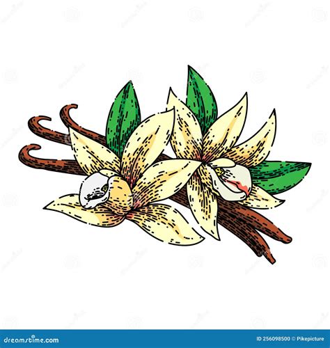 Vanilla Spice Sketch Hand Drawn Vector Stock Illustration
