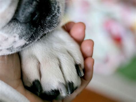 Pasos Para Detectar Si Tu Perro Está Envenenado