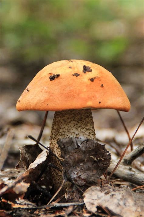Orange Birch Bolete Leccinum Versipelle Appearing Only Under Birch