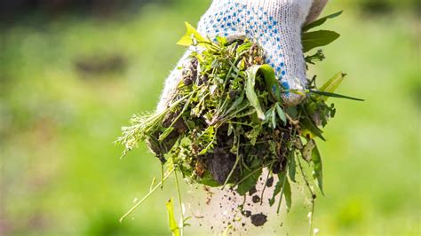 5 Ways To Get Rid Of Grass In Your Flower Beds