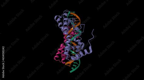 Structure Of Hepatocyte Nuclear Factor 1a Bound To Dna Animated 3d