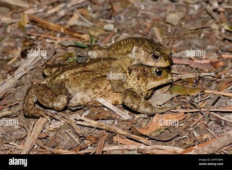 Reproductive Behaviour Of A Couple Of European Common Toad Mating During Breeding Season In