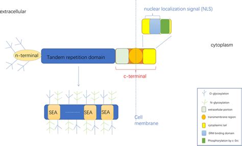 Structure Diagram Of Muc16 Muc16 Features Three Domains N Terminal