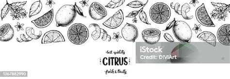 레몬 손으로 그린 벡터 일러스트 디자인레몬 스케치 흑백 스타일 감귤류 레몬 패턴 일러스트 레몬 포장 디자인 과일에 대한 스톡 벡터 아트 및 기타 이미지 Istock