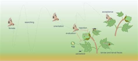 Sources Identification And Behavioral Significance Of Oviposition