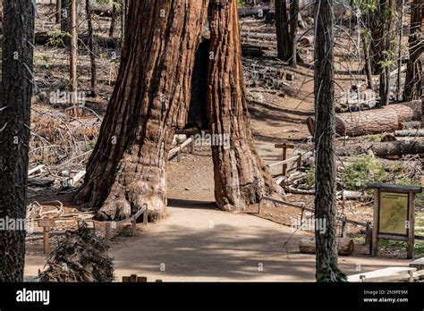 Tunnel Tree Giant Sequoia In Yosemite National Park California Usa